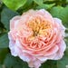 Rose Mikoto US Seller 美琴 1 Gallon - Etsy
