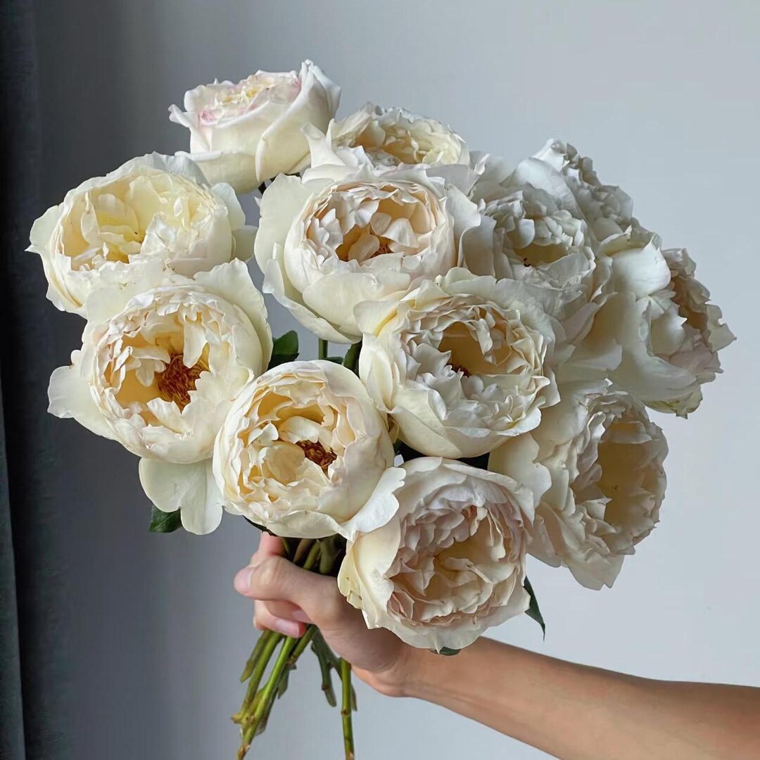 Rose Cream Yves Piaget US Seller 奶油伊芙 1 Gallon - Etsy