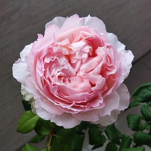 Rose M-perzik US Seller 佩尔朱克 1 Gallon - Etsy