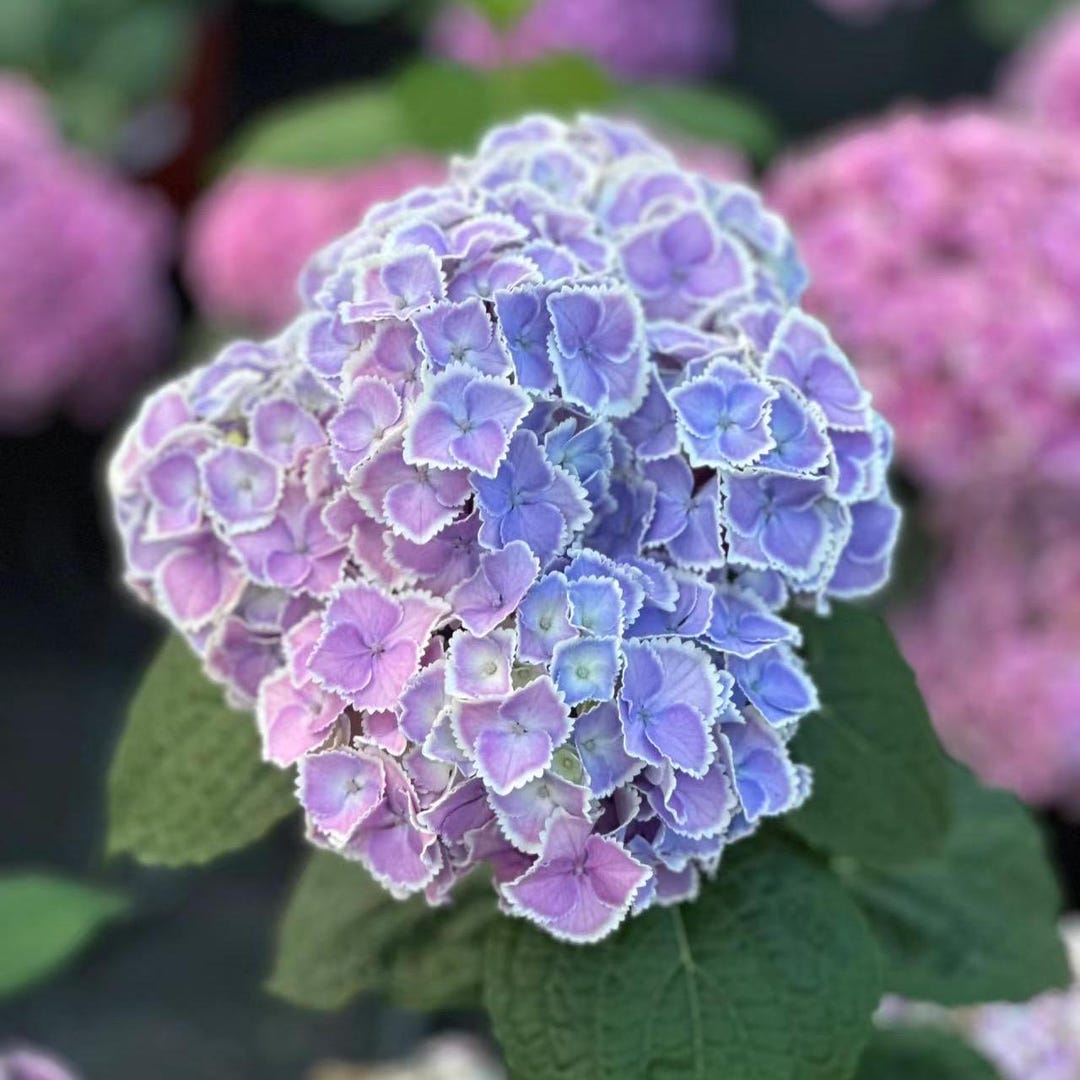 Rare Hydrangea Macrophylla Plant Mona Lisa 蒙娜丽莎 M - Etsy