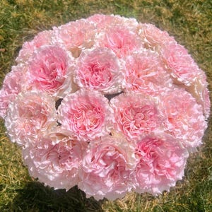 Rose Goddess of the Luo River US Seller 洛神 - Etsy