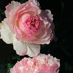 Rose M-perzik US Seller 佩尔朱克 1 Gallon - Etsy