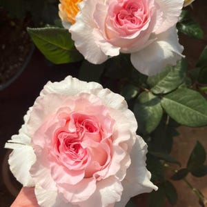 Rose Goddess of the Luo River US Seller 洛神 - Etsy