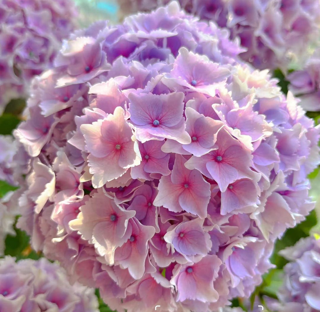 Rare Hydrangea Rooted Magic Ocean USA Seller 0.8 Gal 魔幻海洋 - Etsy