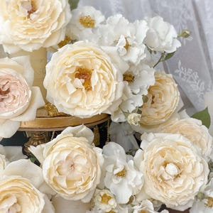 Rose Cream Yves Piaget US Seller 奶油伊芙 1 Gallon - Etsy