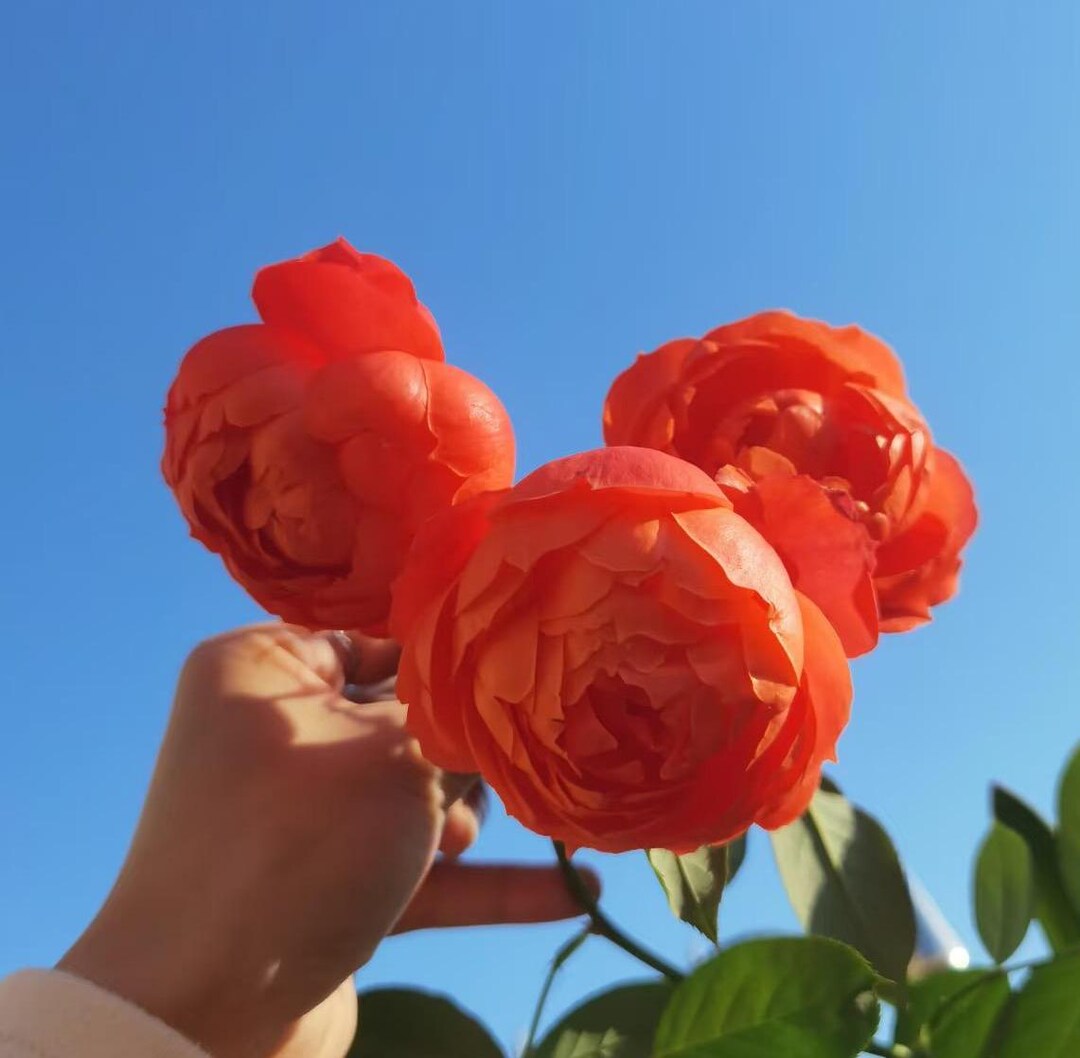 Rose Chi Yan US Seller 炽炎 1 Gallon - Etsy