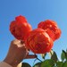 Rose Chi Yan US Seller 炽炎 1 Gallon - Etsy
