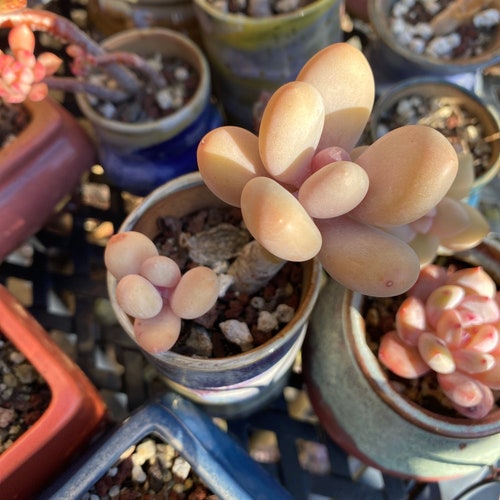Home & Hobby Cluster Sedeveria Pink Ruby Super/Ultra Rare Succulents ...