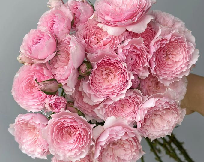 Misaki 美咲 Japanese Rose. Cut Rose. Continue Blooming. Big Flower ...