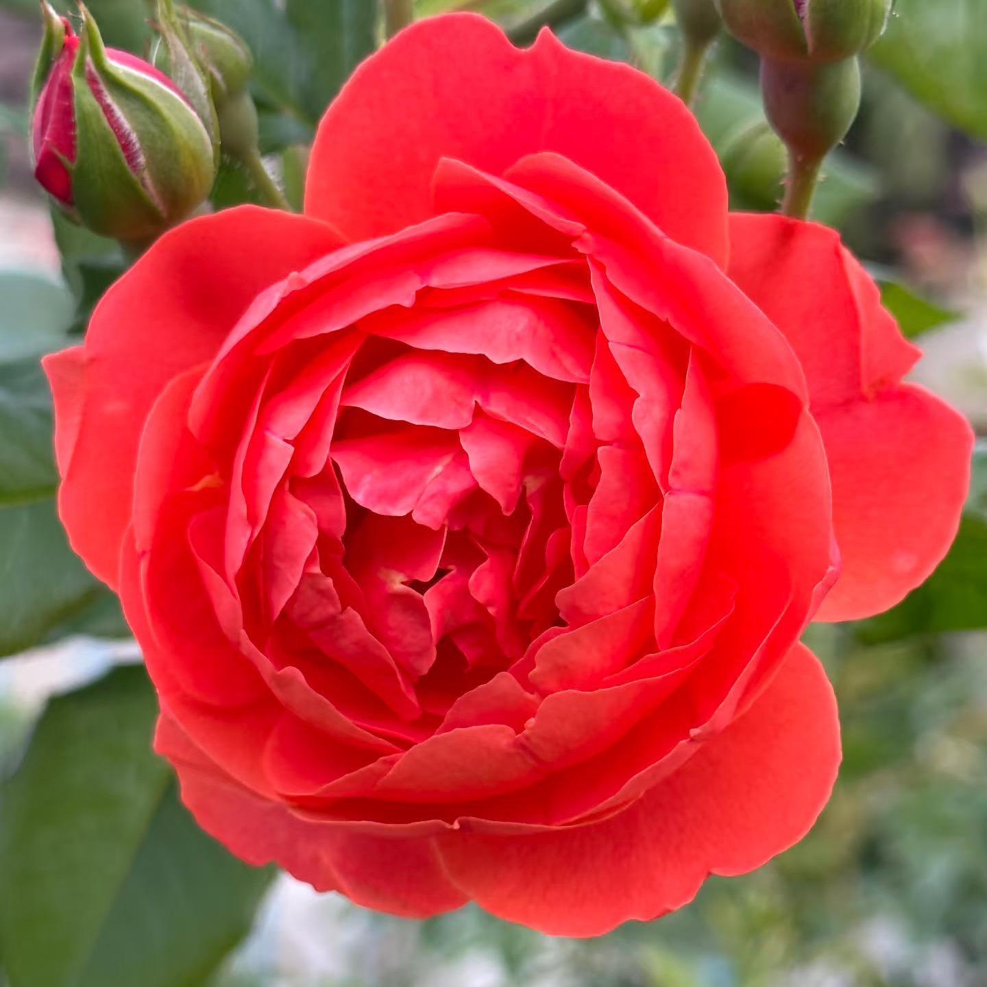 Rose Chi Yan US Seller 炽炎 1 Gallon - Etsy