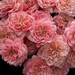 Rose Mikoto US Seller 美琴 1 Gallon - Etsy