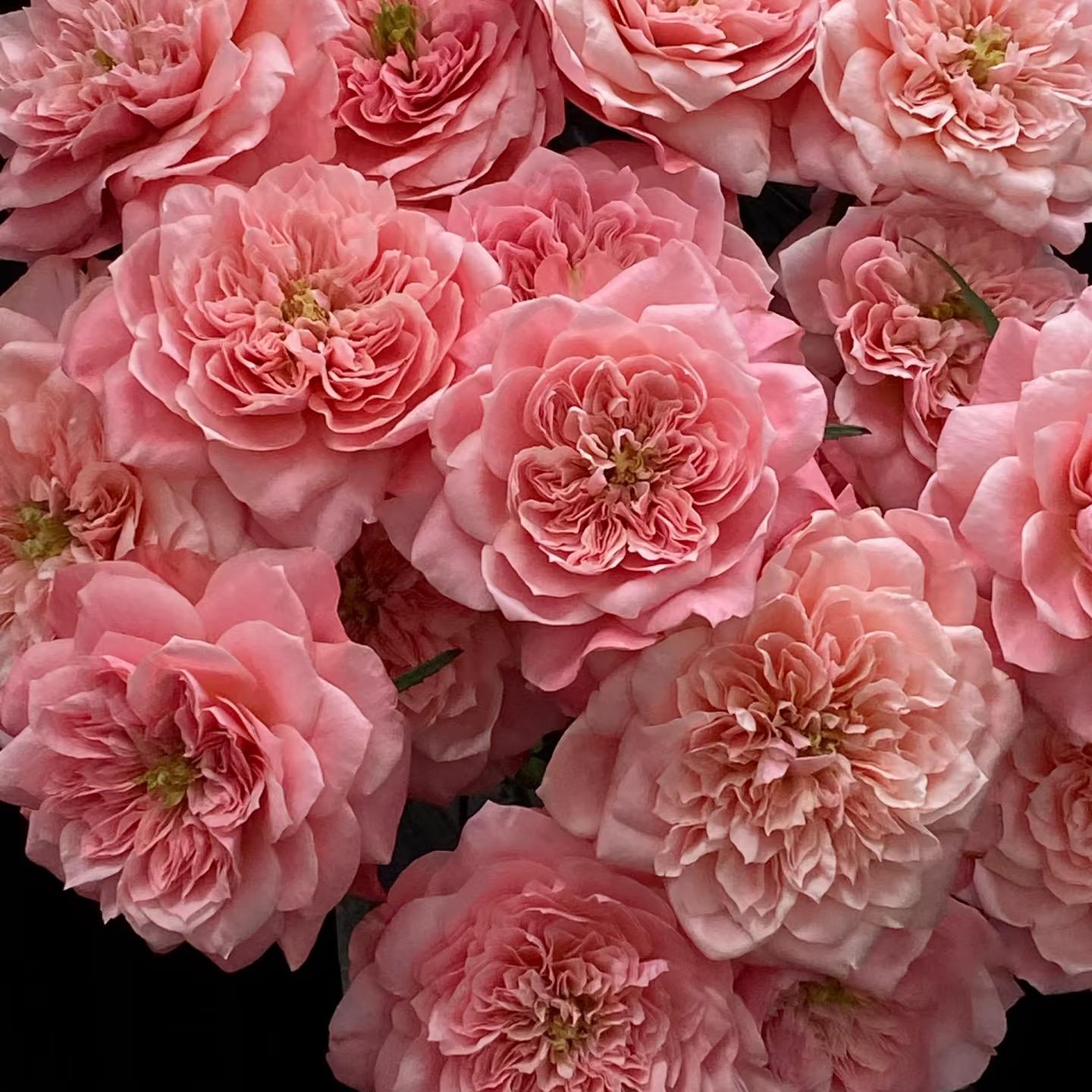 Rose Mikoto US Seller 美琴 1 Gallon - Etsy