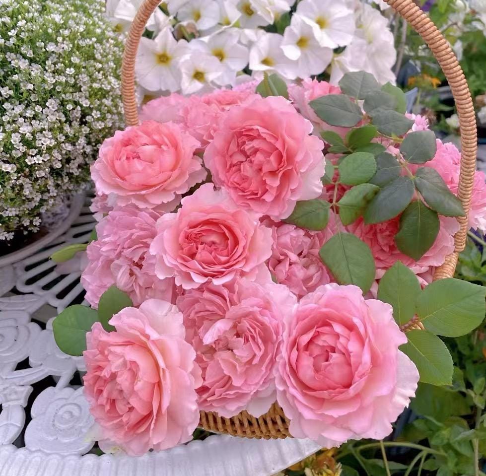 Rose Silk Garment US Seller 罗衣 - Etsy