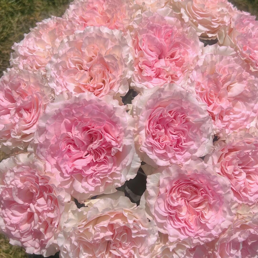 Rose Goddess of the Luo River US Seller 洛神 - Etsy
