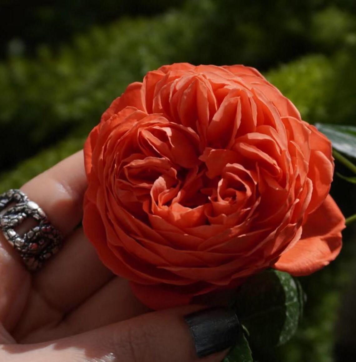 Rose Chi Yan US Seller 炽炎 1 Gallon - Etsy