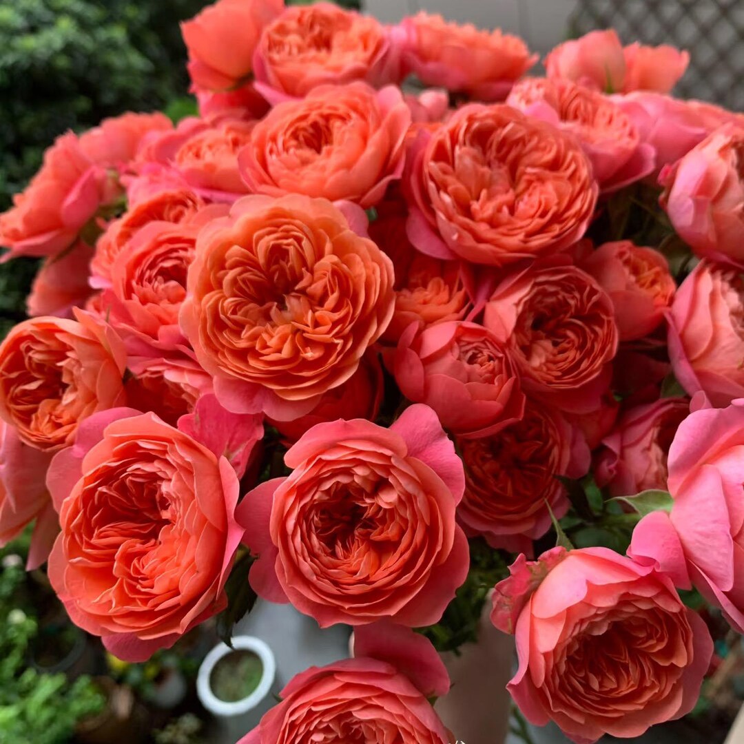 Rose Orange Juicy Terrazza US Seller 血橙果汁 1 Gallon - Etsy