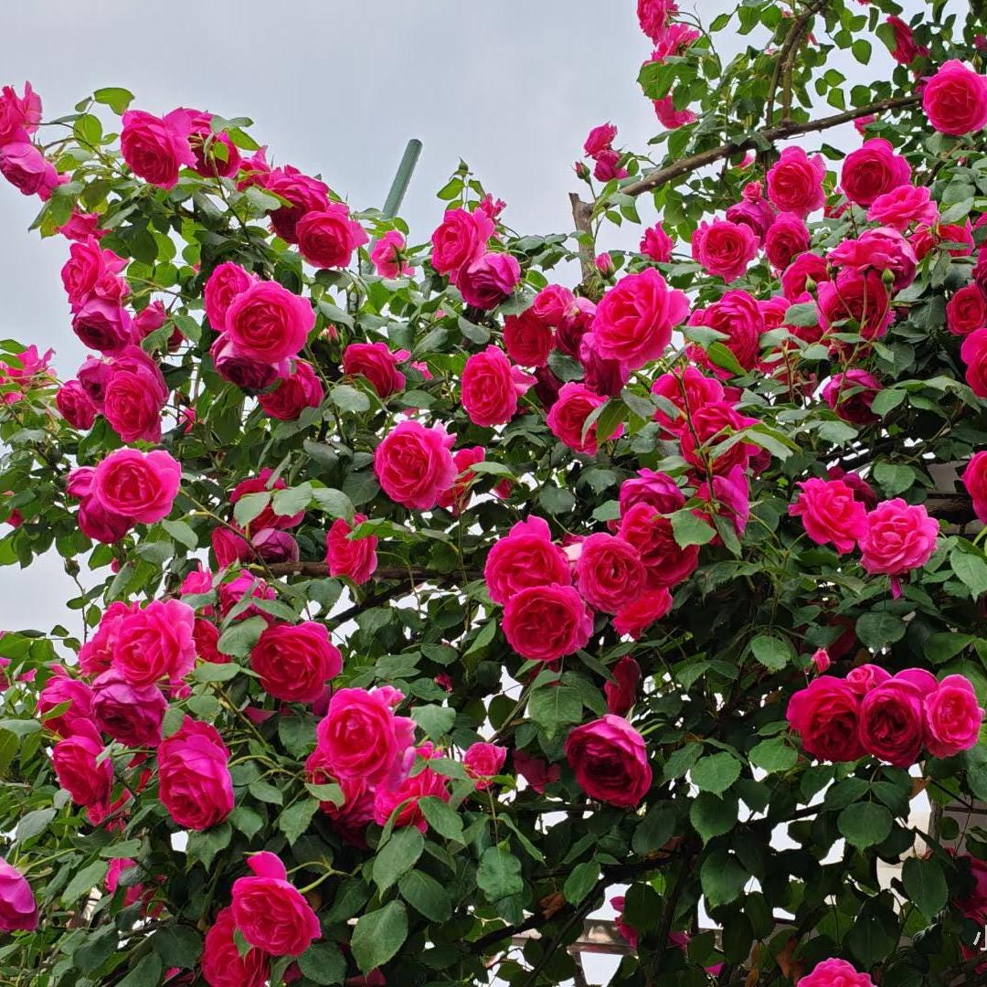 Climbing Rose Parade US Seller 大游行 1 Gallon - Etsy