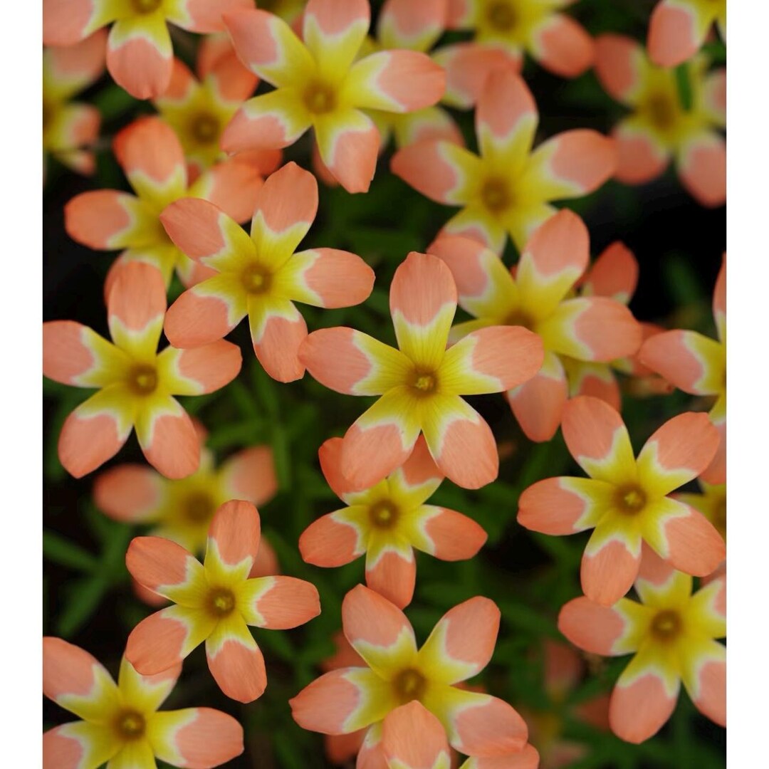 Early Flowering Oxalis Candybox Orange PLANT IN SEP - Etsy