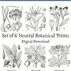 Botanical Prints Set of 6, Vintage Black and White Plant Illustrations ...