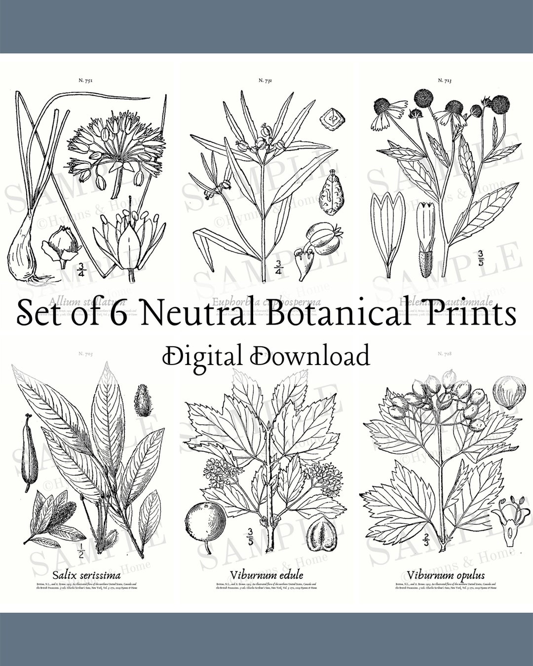 Botanical Prints Set of 6, Vintage Black and White Plant Illustrations ...
