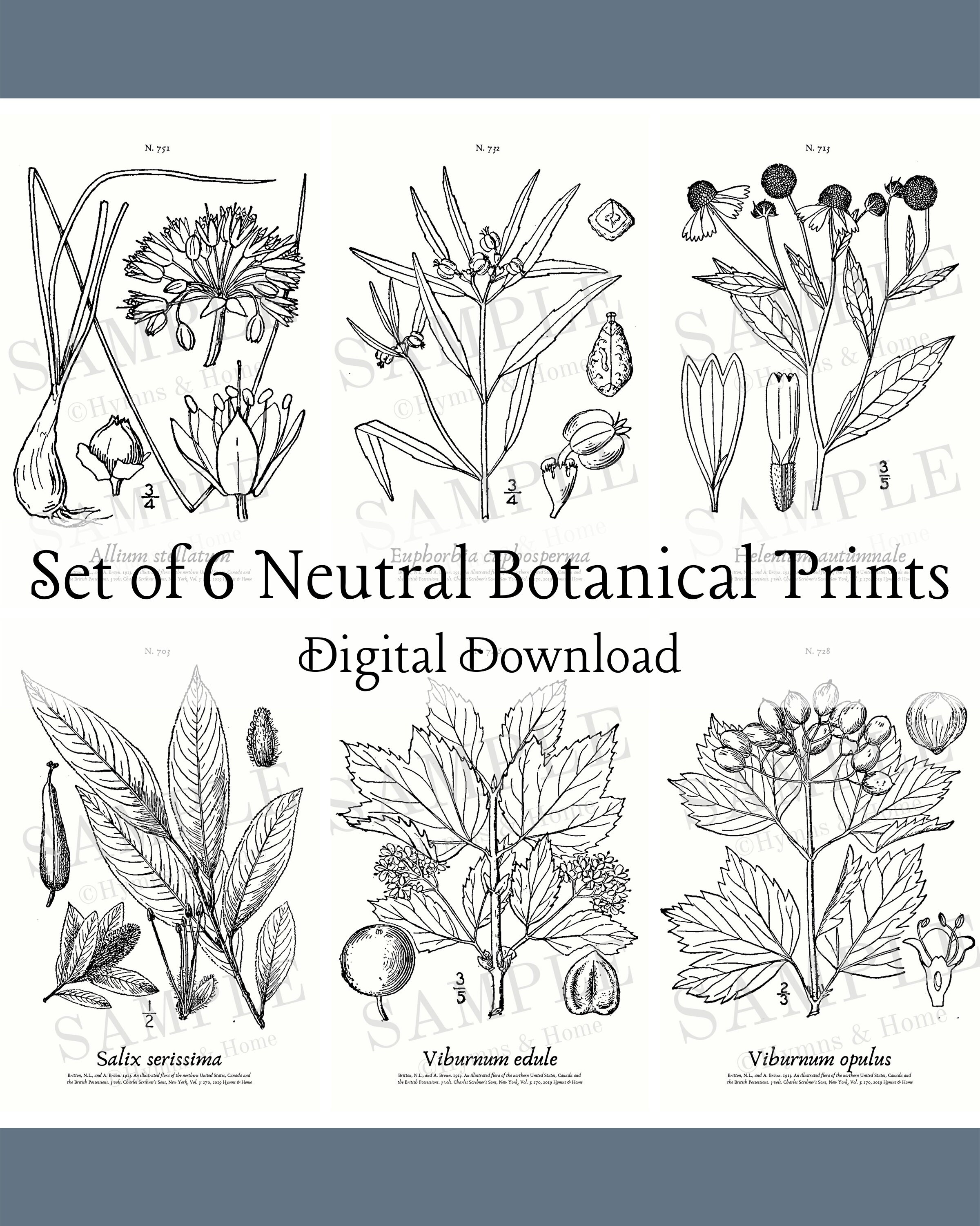 Botanical Prints Set of 6 Vintage Black and White Plant | Etsy
