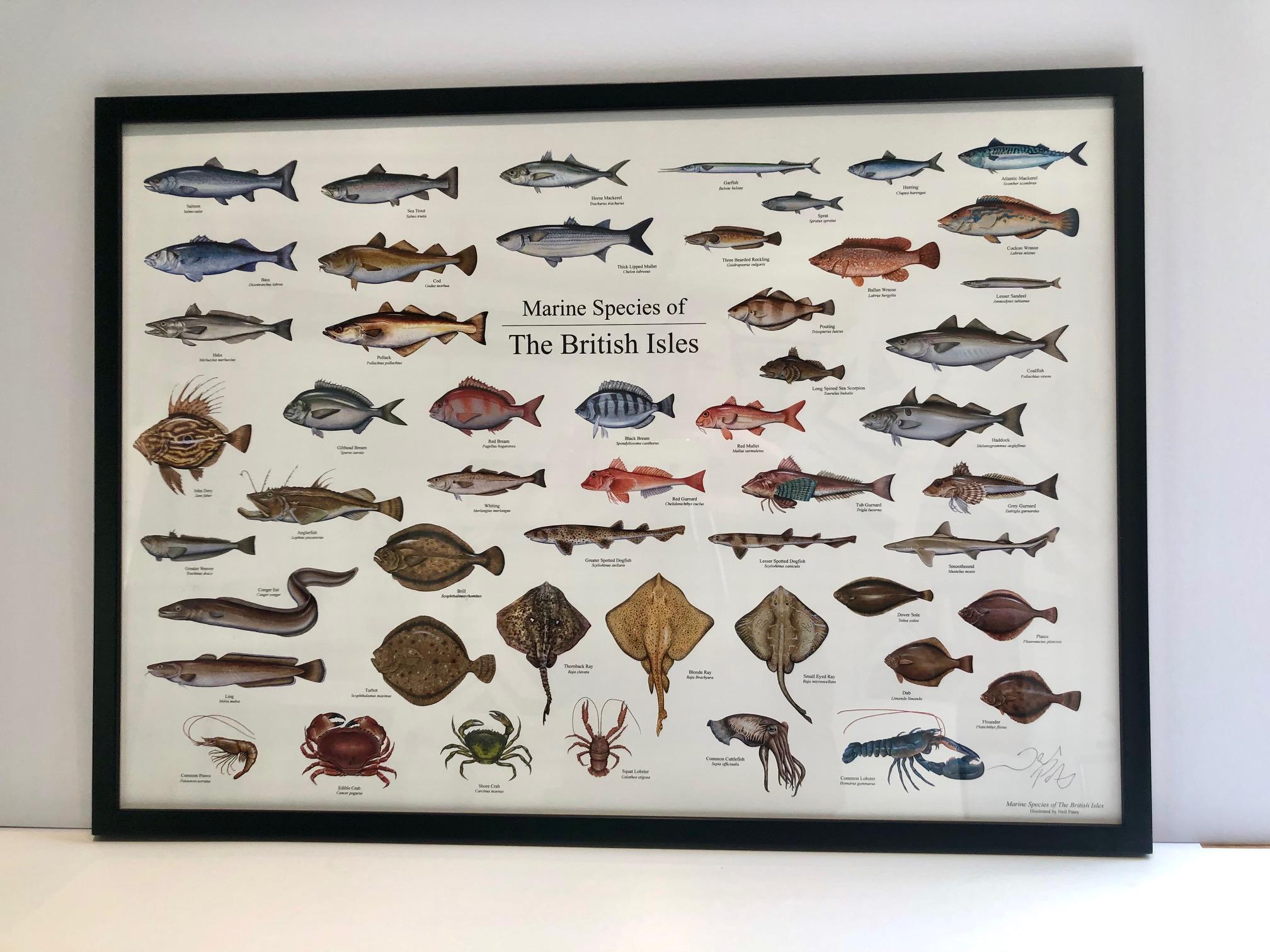 Fish Identification Chart by Illustrator Neil Patey - Etsy UK