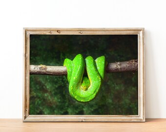 Green Tree Python | Etsy