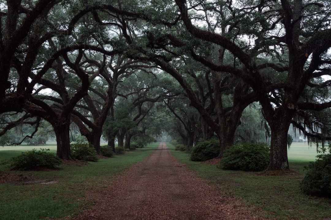 Louisiana Live Oak Alley - Etsy