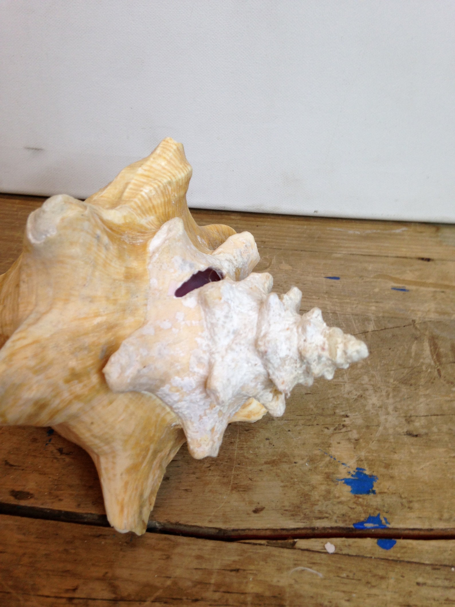 Vintage Extra Large Queen Conch Shell Real Seashell | Etsy UK