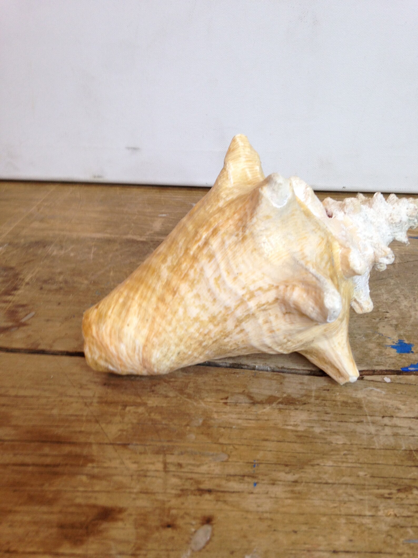 Vintage Extra Large Queen Conch Shell Real Seashell | Etsy UK