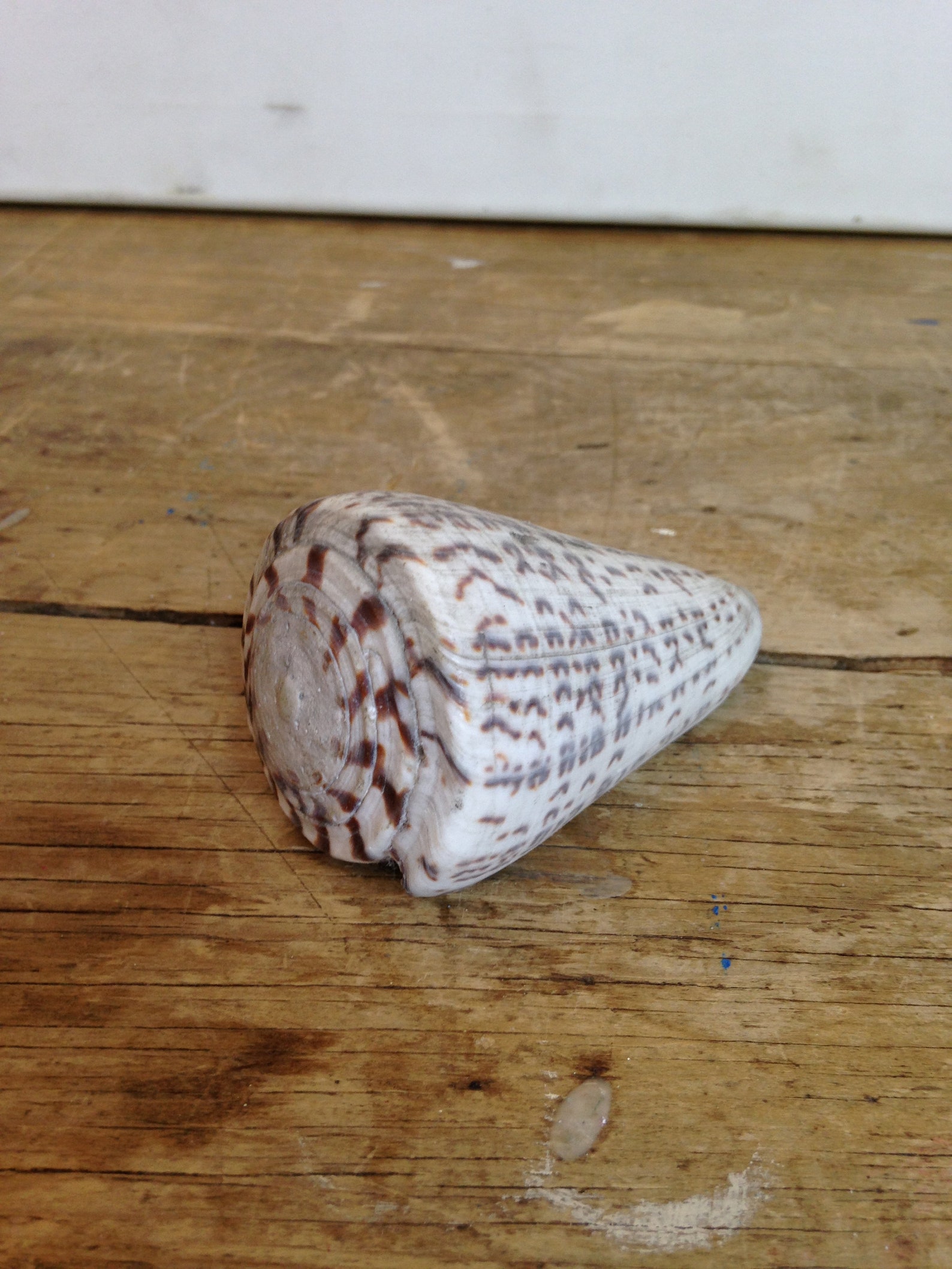 Vintage Leopard Cone Shell Seashell Conus Lithoconus - Etsy