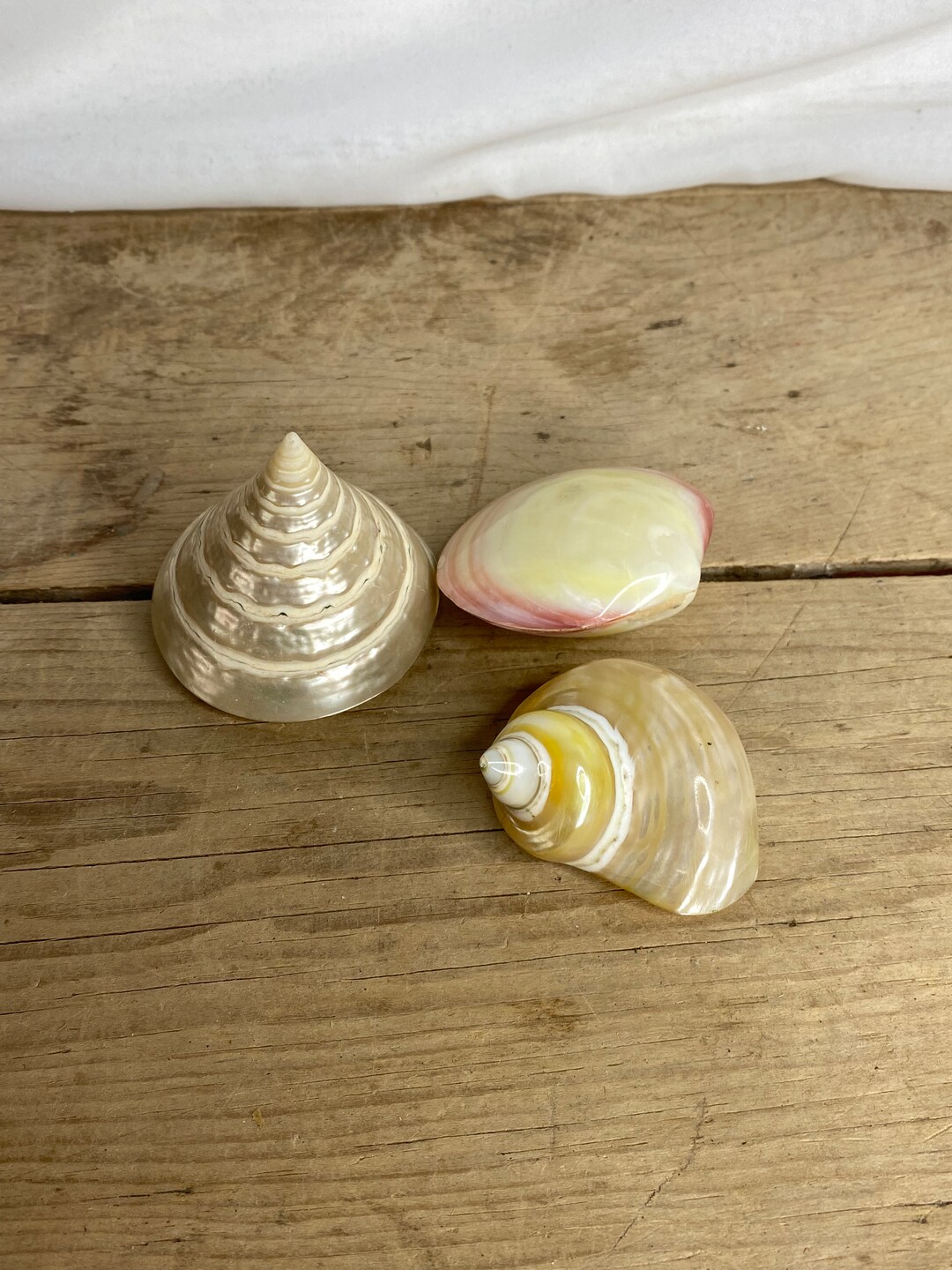 Vintage Set of 3 Shiny Pearlescent Shell - Seashells Display Ornament ...