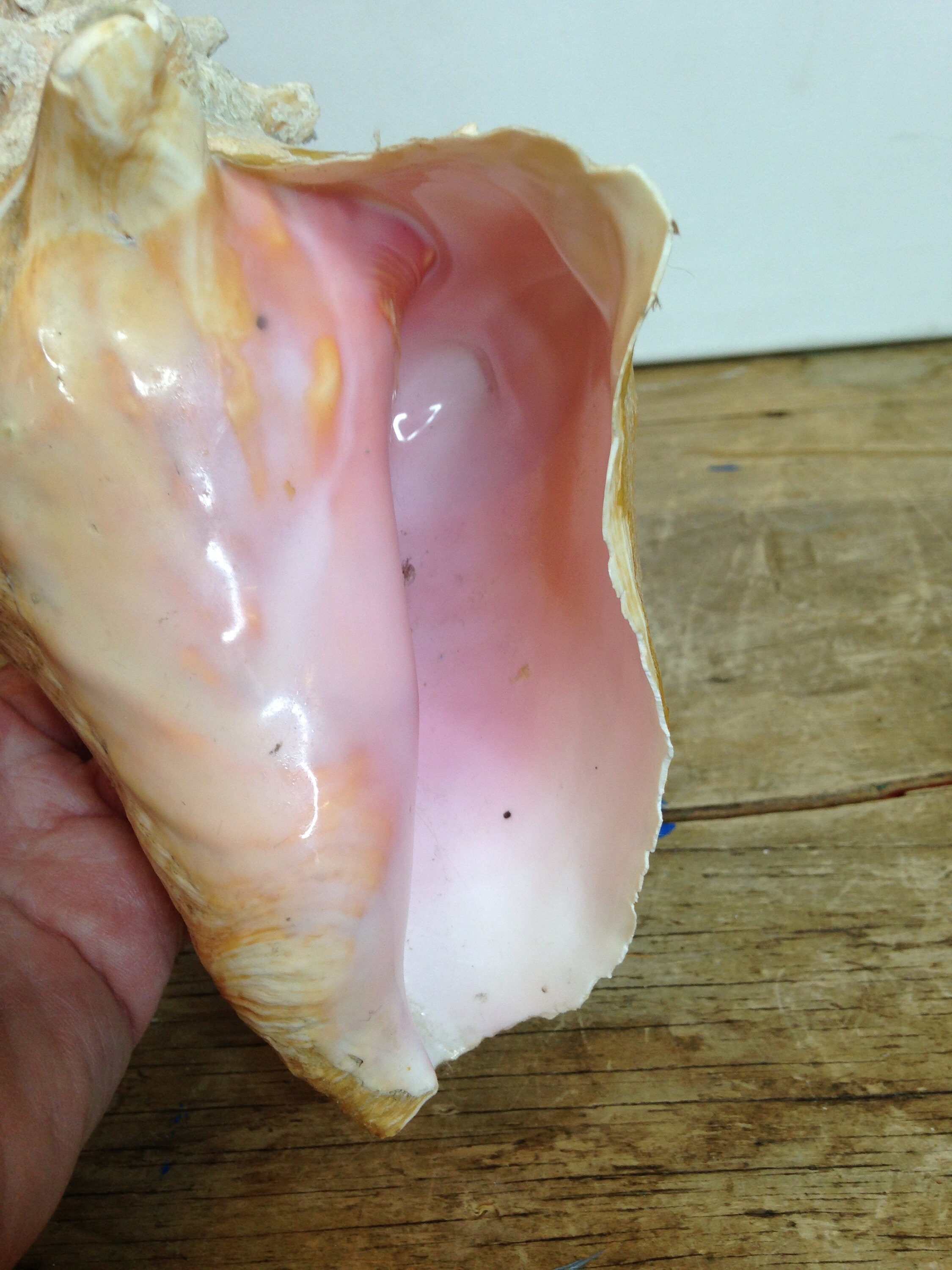 Vintage Extra Large Queen Conch Shell Real Seashell - Etsy UK