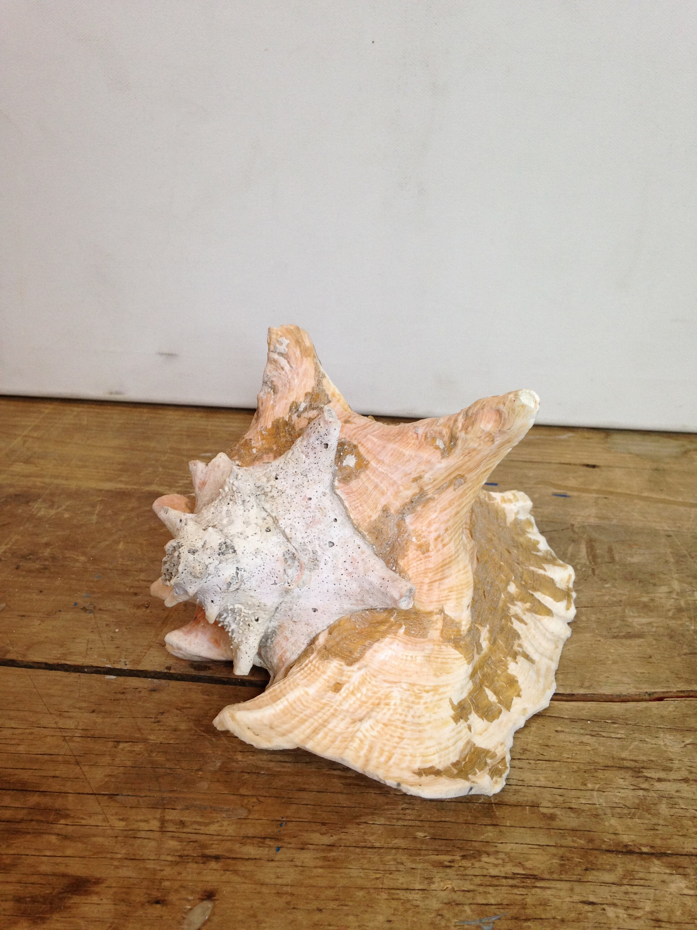 Art Objects Art & Collectibles Conk shell vintage large etna.com.pe