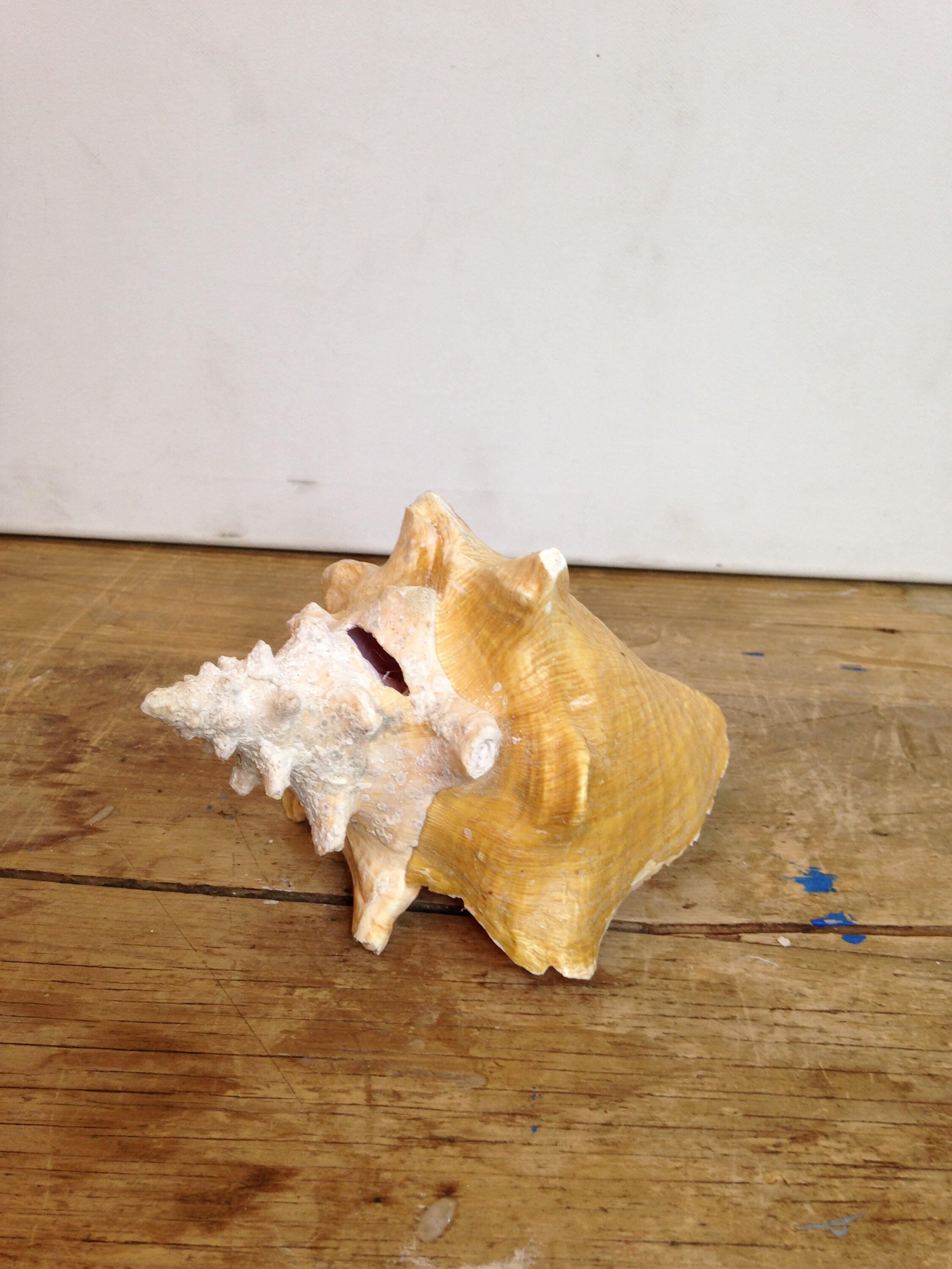 Art Objects Art & Collectibles Conk shell vintage large etna.com.pe