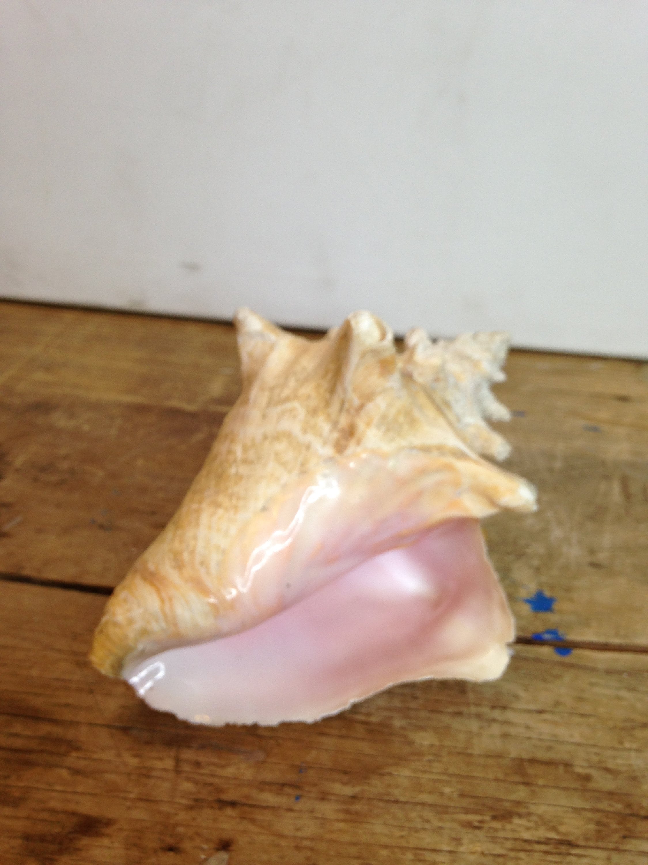 Vintage Extra Large Queen Conch Shell Real Seashell - Etsy UK