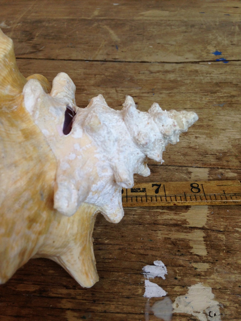 Vintage Extra Large Queen Conch Shell Real Seashell - Etsy UK