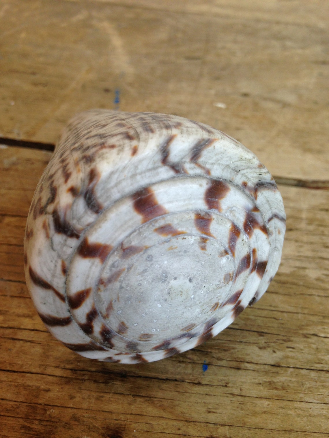 Vintage Leopard Cone Shell Seashell Conus Lithoconus - Etsy