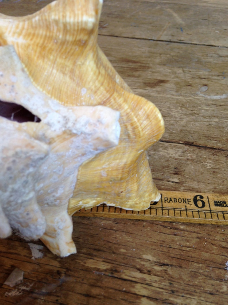 Vintage Extra Large Queen Conch Shell Real Seashell - Etsy UK