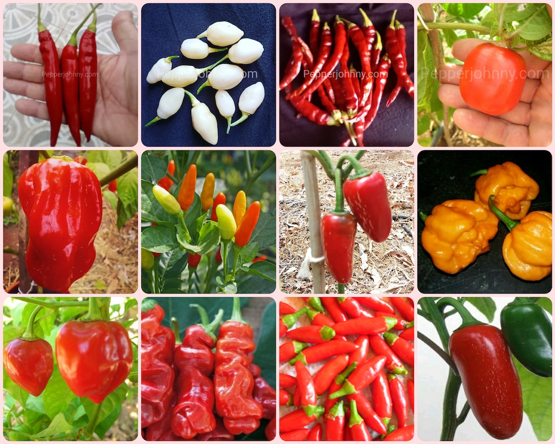 120 Peperzaden, Hete pepers, Habanero, Cayennepeper, Tabasco ...