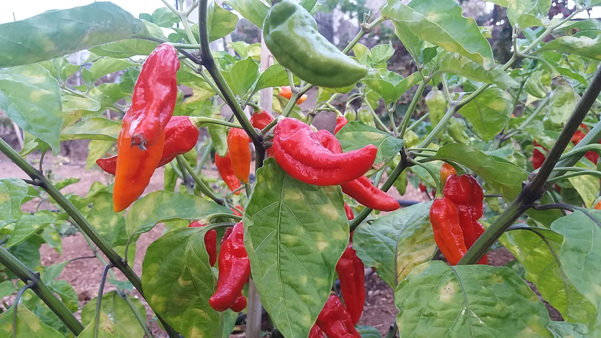 Ghost Chili Pepper Seeds