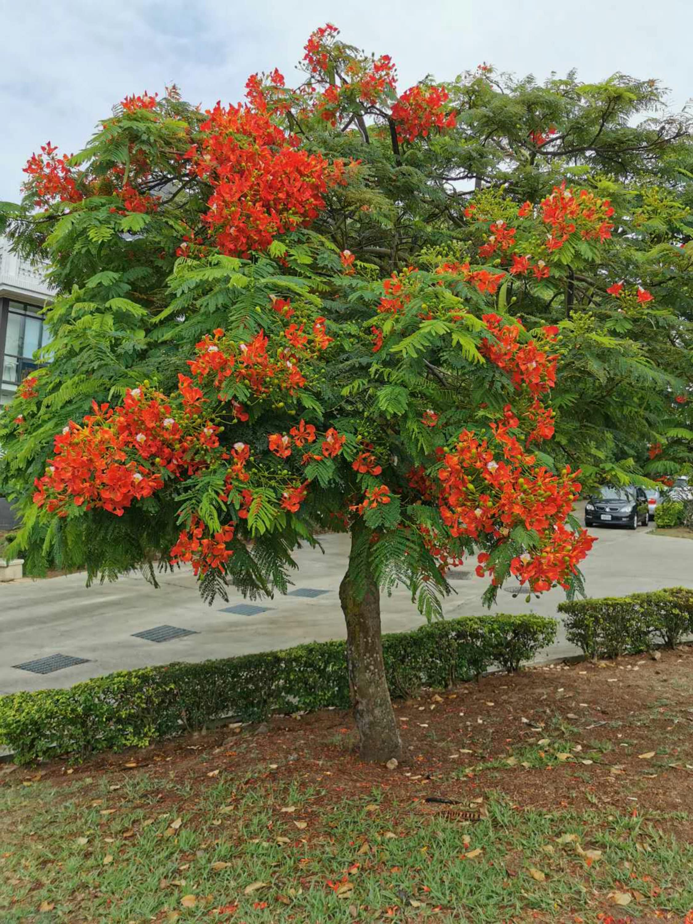 Flamboyant Tree Bonsai