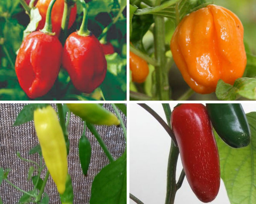 Chili Peppers Starter Set, Carribean Red Habanero, Lemon Drop Pepper ...