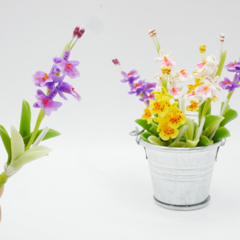 Oncidium Dancing Doll Orchid - Etsy