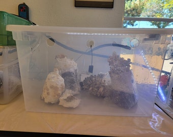 Fruiting Chamber - Etsy