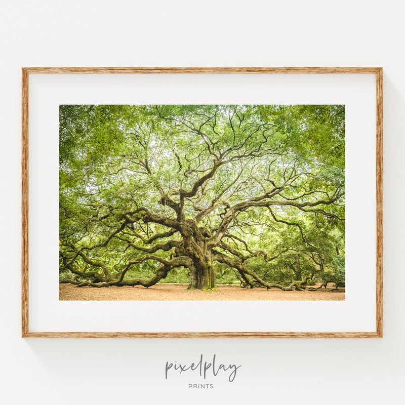 Angel Oak - Etsy