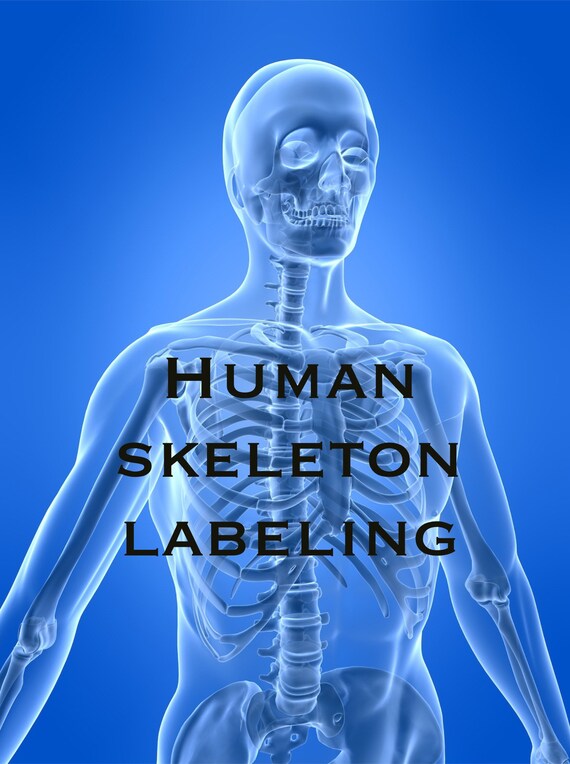 Human Skeleton Labeling - Etsy
