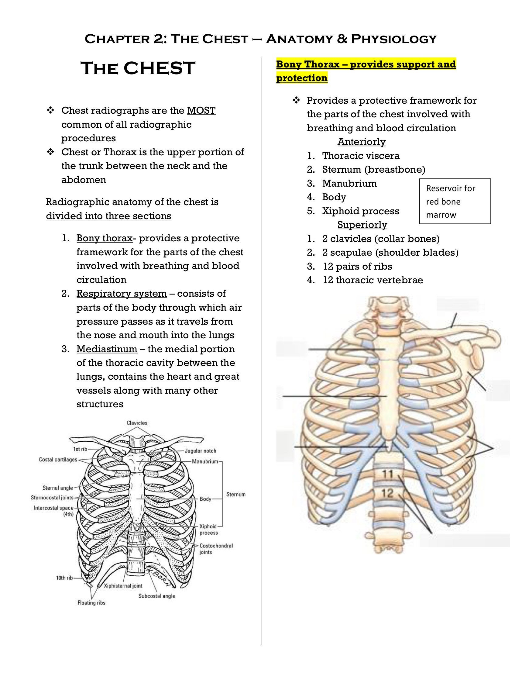 Radiology Notes - CHEST - Etsy