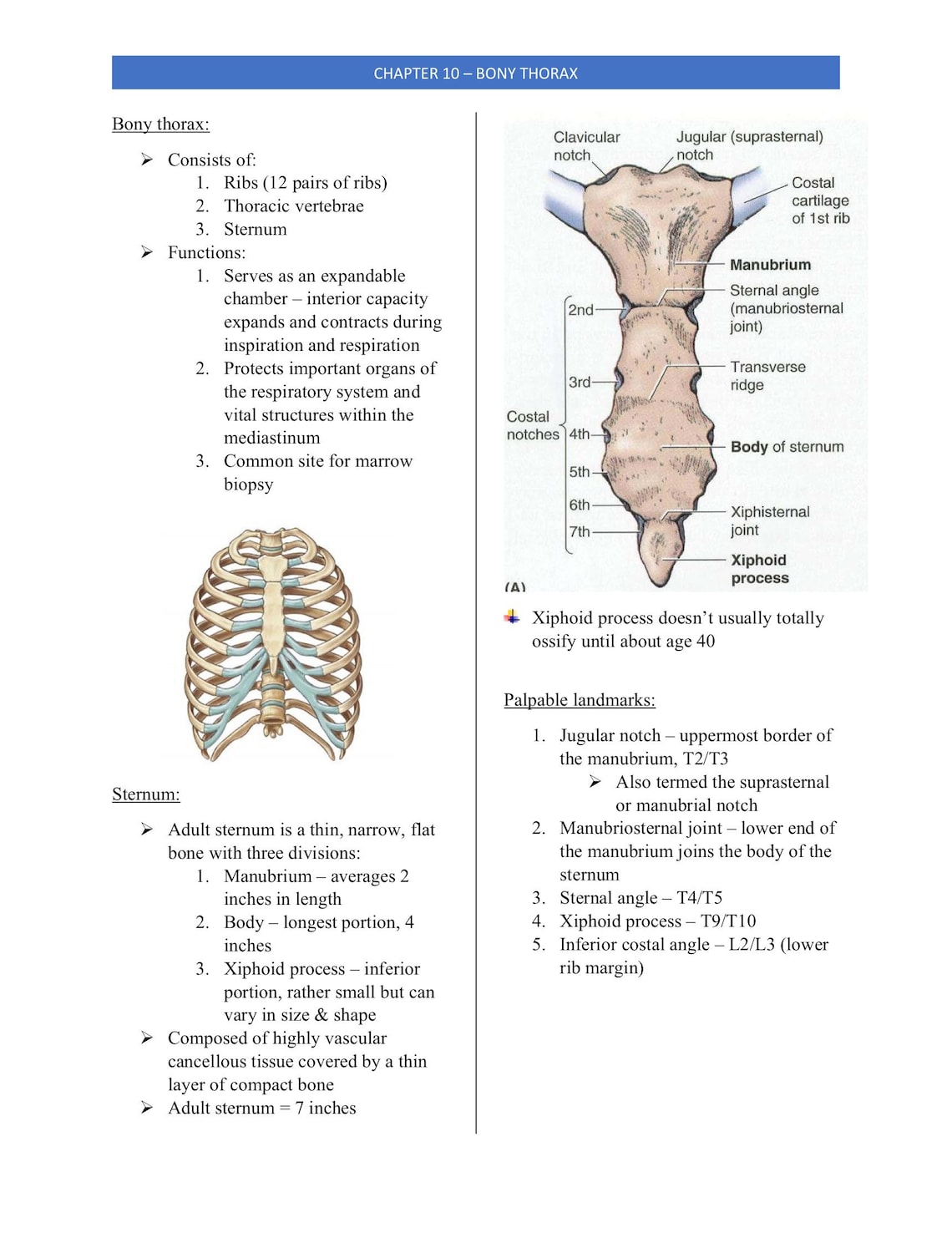 Radiology Notes - Bony Thorax (thoracic Cavity) - Etsy