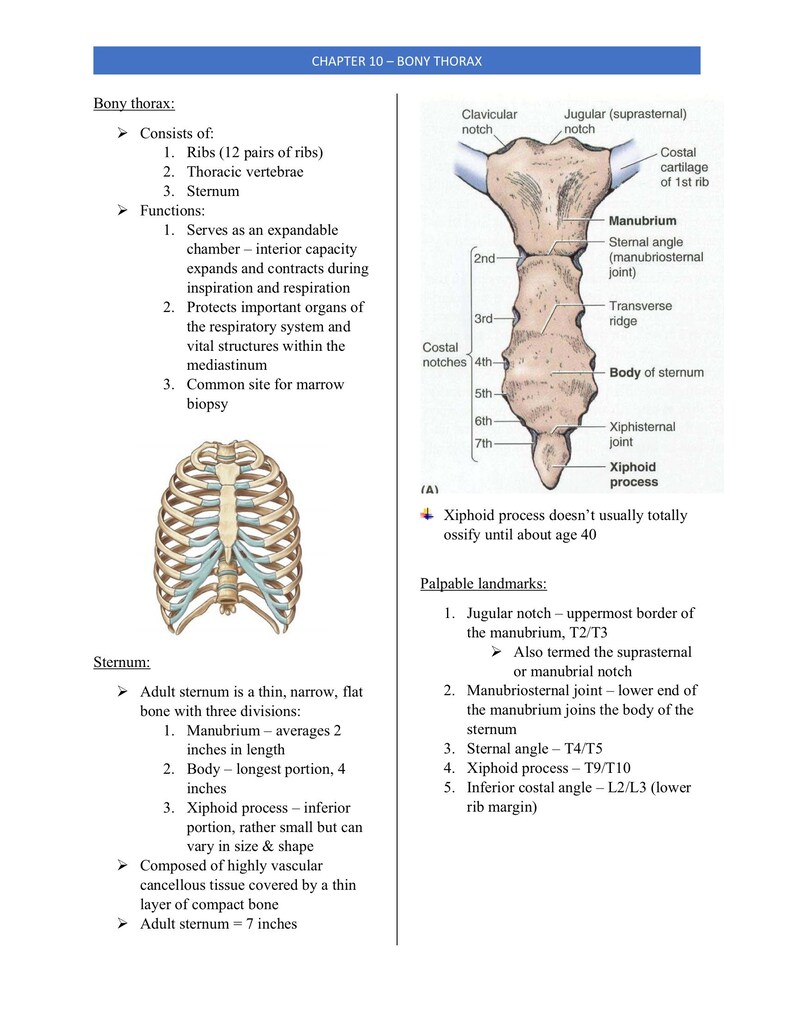Radiology Notes - Bony Thorax (thoracic Cavity) - Etsy